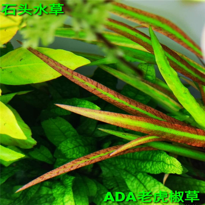 ada老虎椒草稀有水草自养水下叶