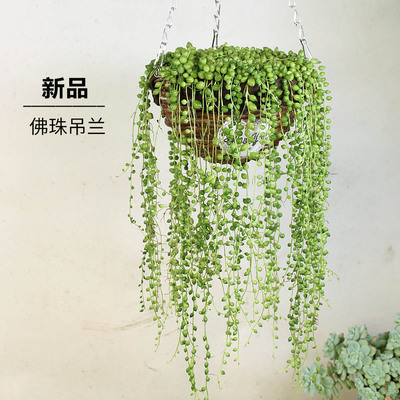佛珠盆栽珍珠室内吊兰花卉
