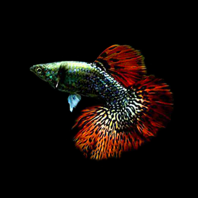 泰国精品进口红龙蕾丝宠物孔雀鱼