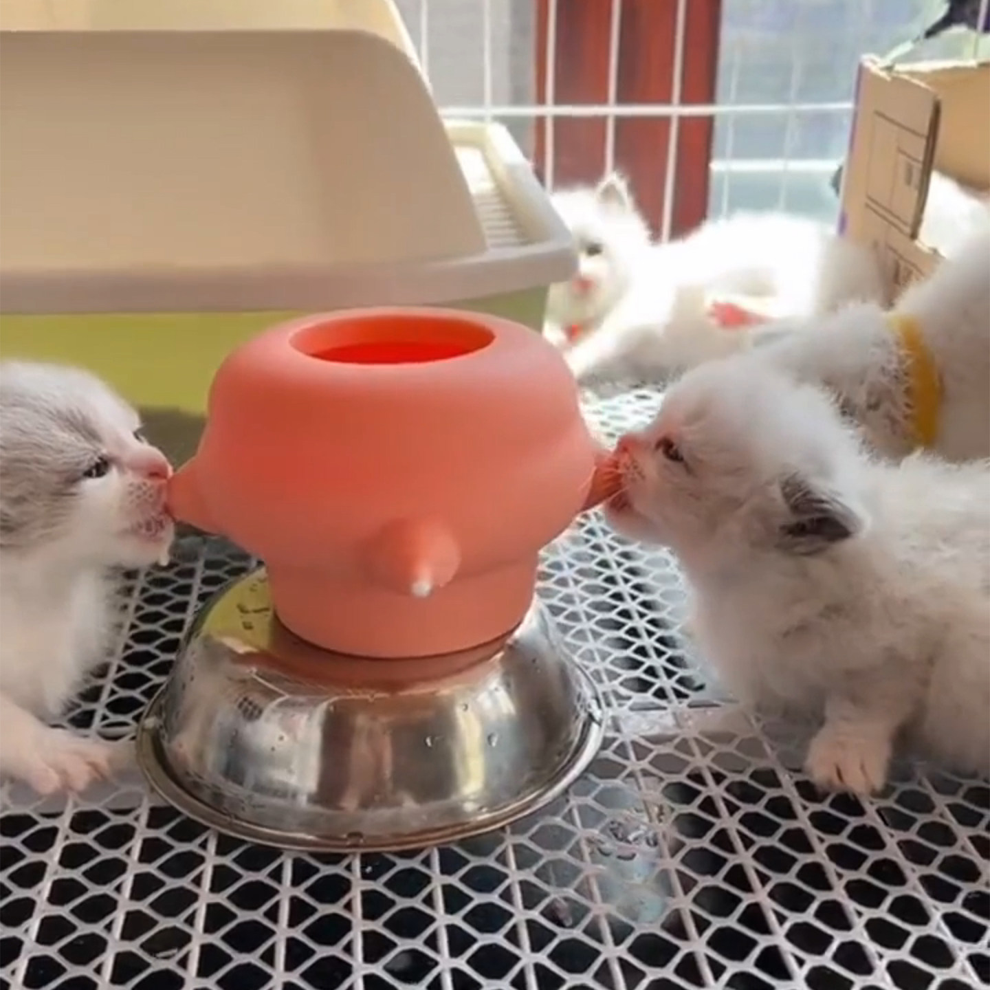 猫咪自动哺乳器神器彷生奶碗奶嘴宠物自动奶瓶幼猫喝奶喂食器奶狗
