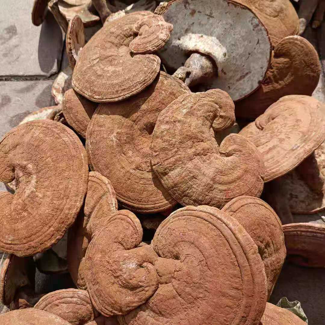 散装大兴安岭半赤红灵芝食菌整枝免费切片磨粉树舌500克配送袋装