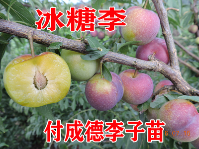 南北方种植眉山成德脱骨果树苗