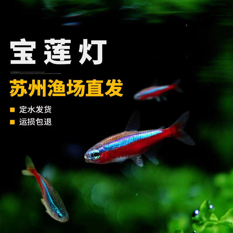 宝莲灯热带淡水鱼幼鱼红蓝绿三色小型灯科鱼10条装新手易养