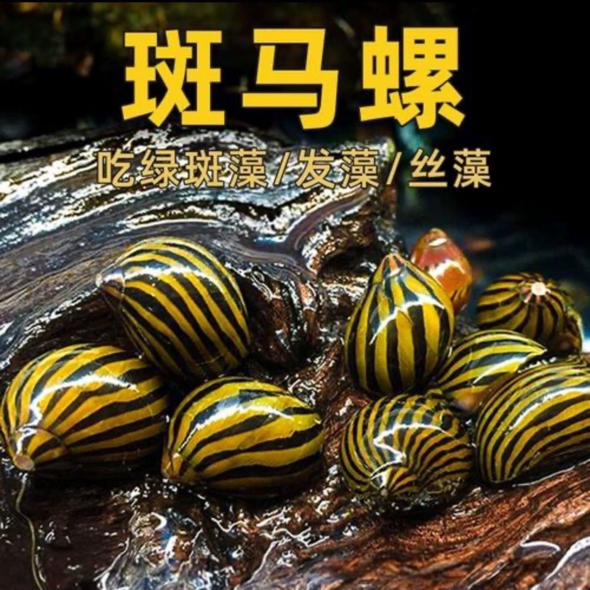 活体斑马螺清洁螺吃绿藻发藻丝藻单养缸3cm成体雌雄一体