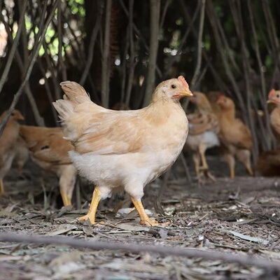 千岛五谷包装原产地现杀童子鸡