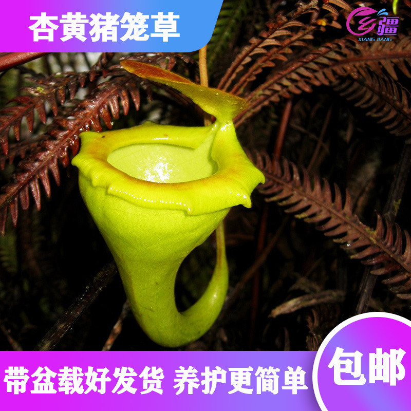 食虫植物--杏黄猪笼草 小型食虫猪笼草造景绿植盆栽捕虫
