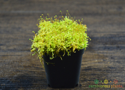 铺面资材-活苔藓【铺面美观  绿化】