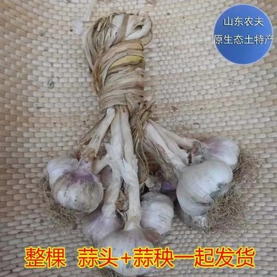 结婚好事农家优质整棵山东大蒜头带秧须根叶结婚用品整株蒜种包邮