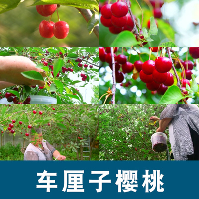 大樱桃果园水果红色樱桃树枝头果实特写成熟采摘车厘子短视频素材
