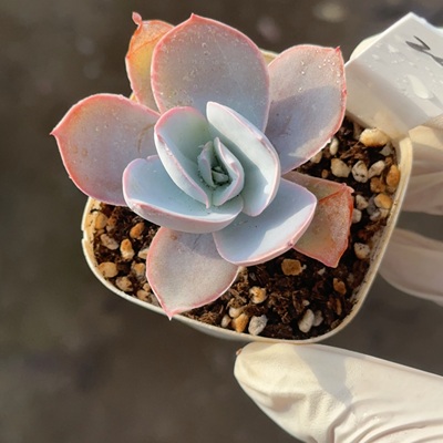 1月10日直播 广寒宫280 盆口6.3cm 28包邮