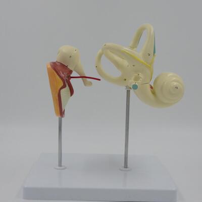 上海内耳听小骨及鼓膜放大模型耳朵展示解剖教具耳科结构道具