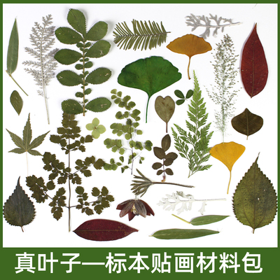 树叶标本植物干花压花押花叶子干草秋天落叶粘贴画手工diy材料包