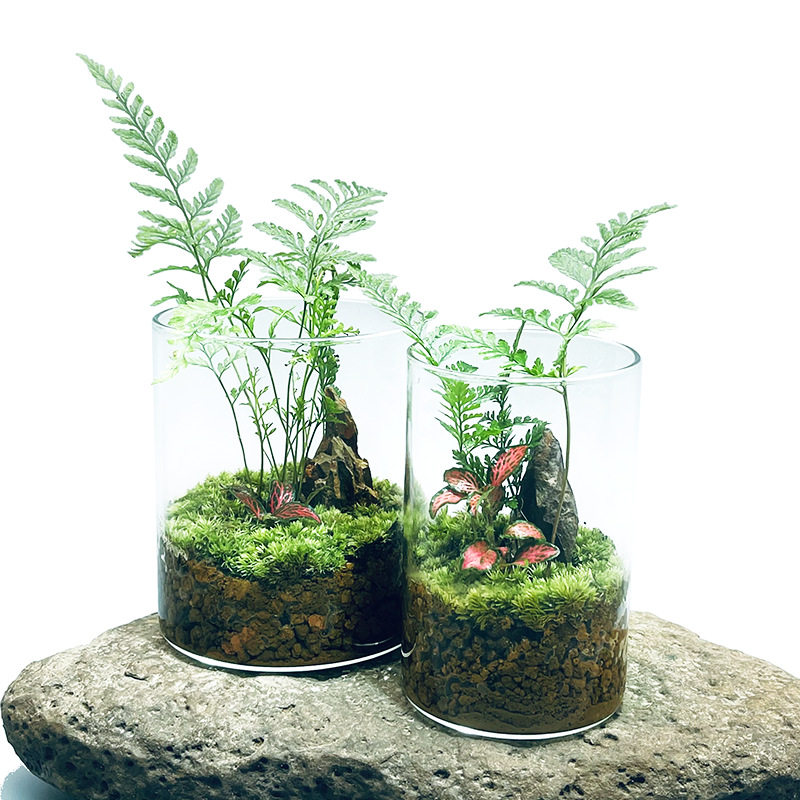 狼尾蕨趣味迷你蕨类植物盆栽四季常青室内净化空气植物桌面好