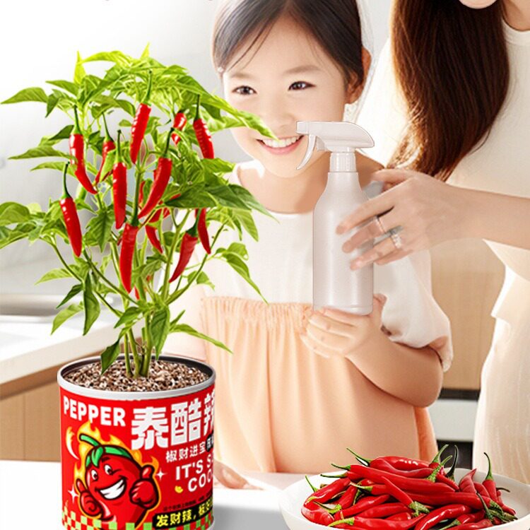小花农桌面植物种植太酷辣植物种植盆栽泰酷辣辣椒办公室桌面