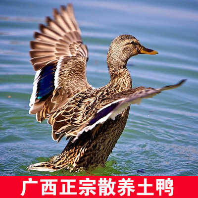 广西正宗农村散养土鸭