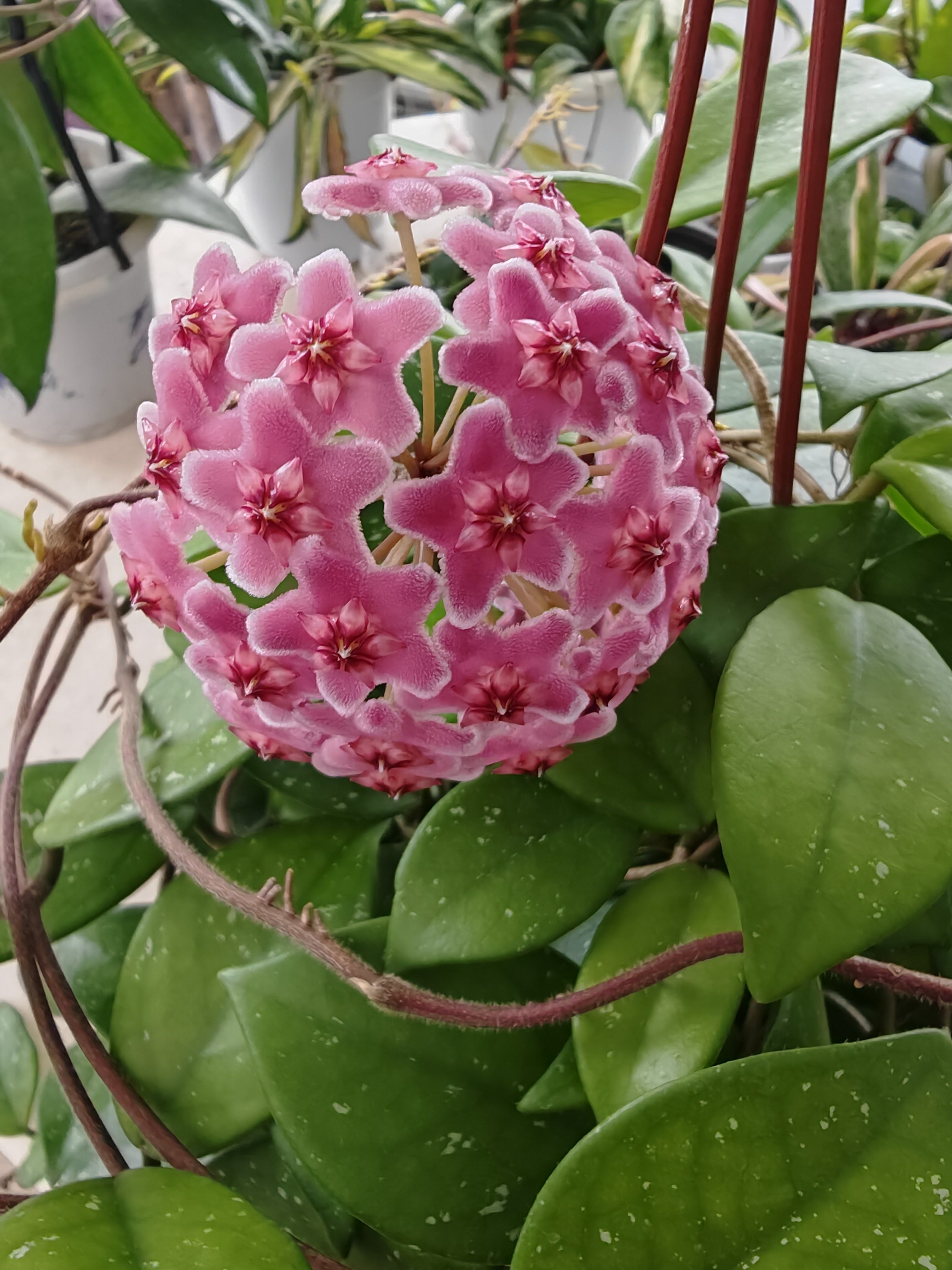 绿叶红球兰盆栽办公室内兰花苗垂吊植物攀援花卉爬藤绿植四季常青