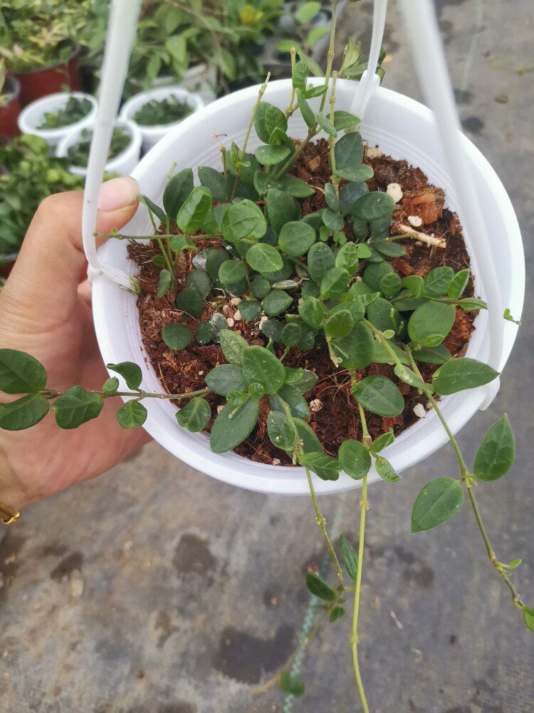 腾冲球兰阳台垂吊植物