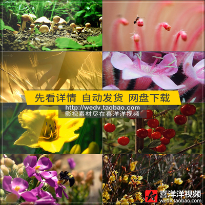 C040唯美空镜头大自然植物春天万物复苏鲜花盛开高清实拍视频素材