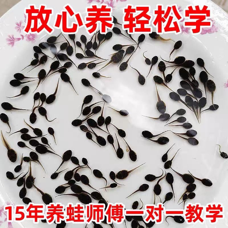 小蝌蚪幼苗养殖青蛙蝌蚪送饲料幼儿园上课活的小蝌蚪包活水族宠物