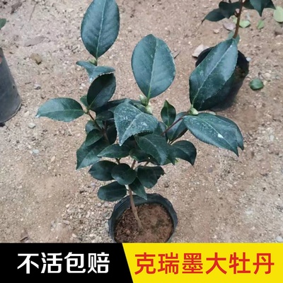 克瑞墨茶花阳台秋冬开花