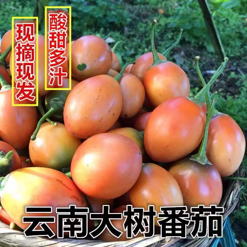 【推荐】云南当季树番茄水果新鲜洋酸茄树番茄云南特产大树番茄
