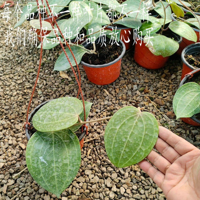宽叶提拉佛球兰Hoya latifolia稀有品种大叶片 盆栽垂吊阳台观赏