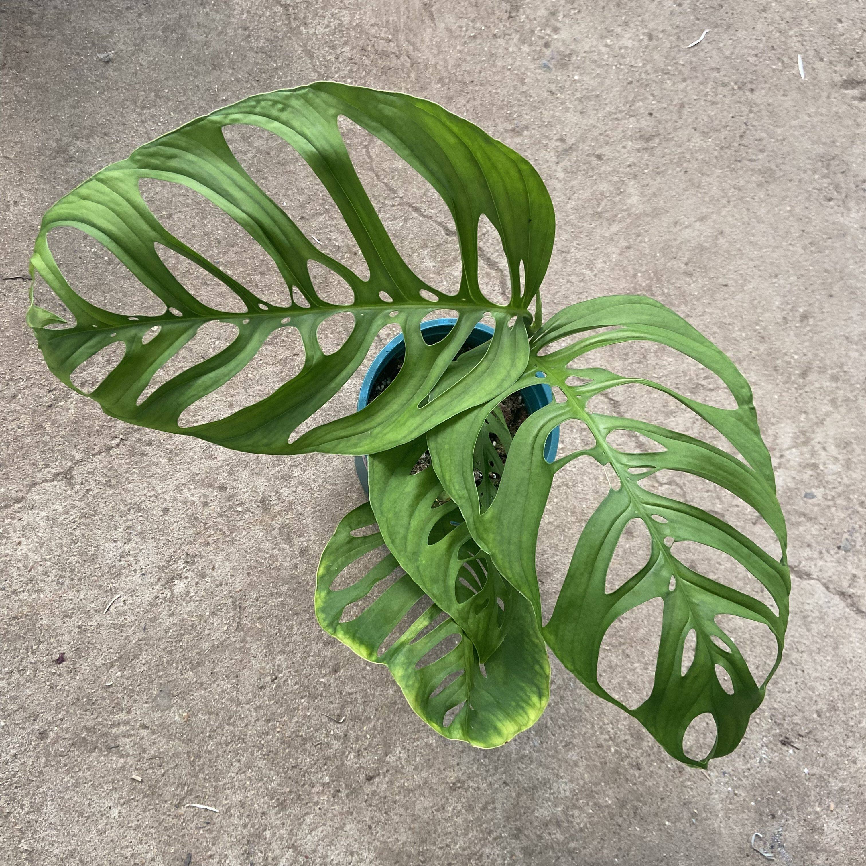大叶Me巨洞龟背竹Monstera epipremnoides室内阳台爬藤大热植好养
