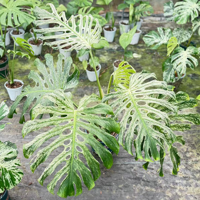 薄荷芯片龟背竹室内好养网红热植