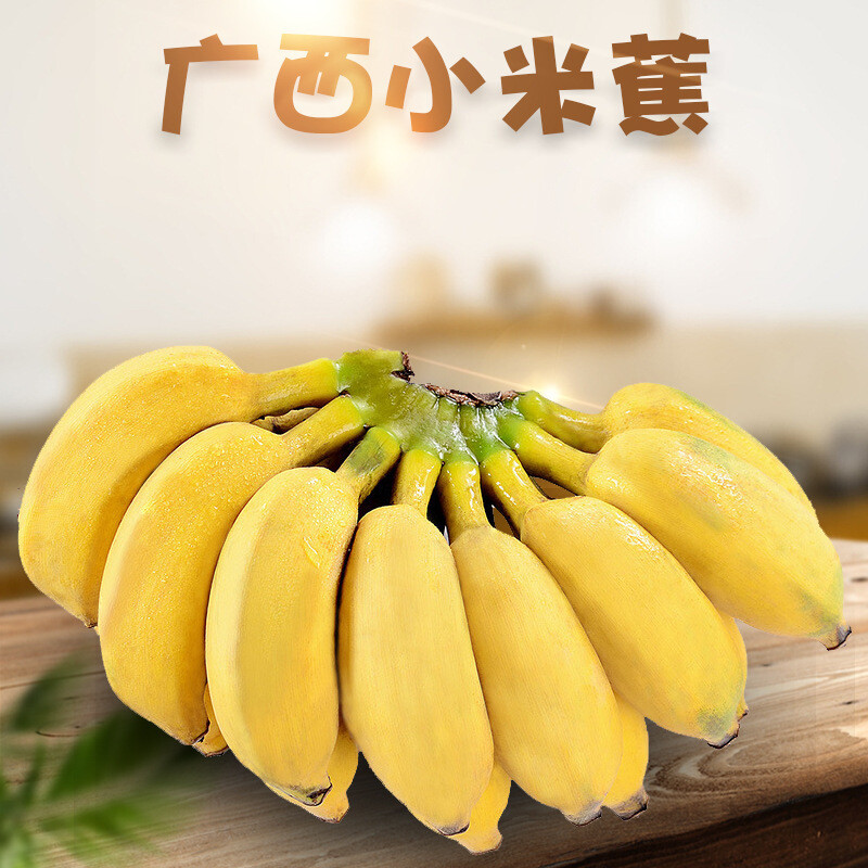 广西小米蕉 新鲜米蕉香甜可口3/5/9斤水果香蕉现摘现发非美人芭蕉