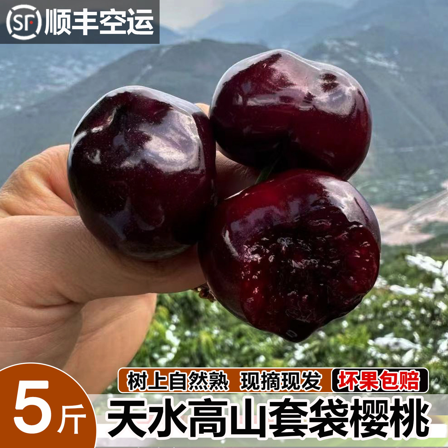 天水大樱桃当季新鲜孕妇水果国产车厘子套袋樱桃黑珍珠现摘现发