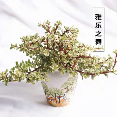 带盆发雅乐之舞多肉植物