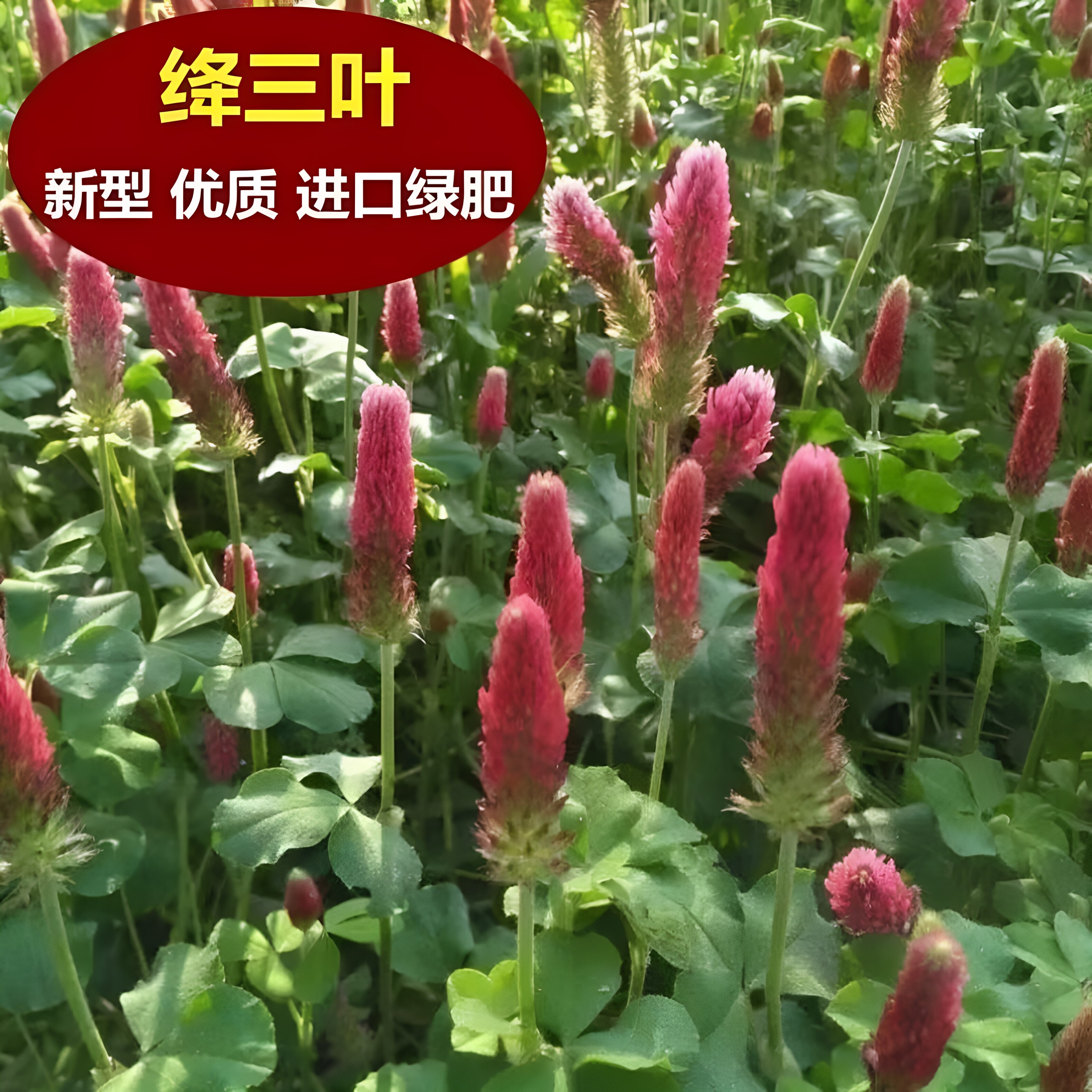 绛三叶种子车轴套草蜜源花卉饲用牧草固土护坡观赏草坪降三叶种子