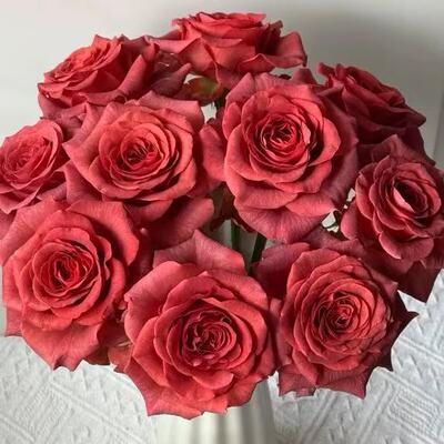 水灵花园 璀璨 Razzmatazz活力四射 月季花苗复古红棕色大花多季