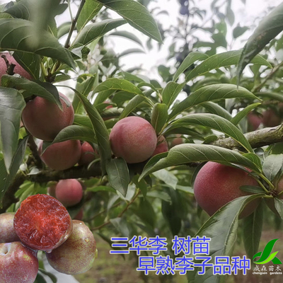 四川嫁接早熟三华李子树苗