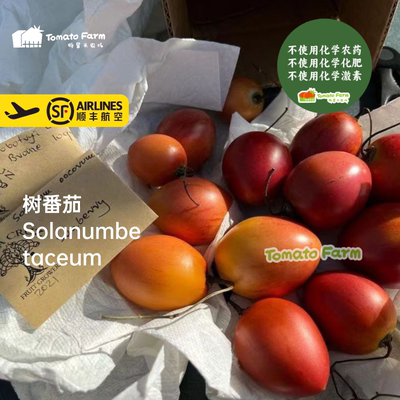 【南美引入 树番茄】长在树上的番茄Solanumbetaceum西红柿料 3斤
