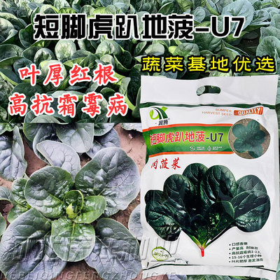 矮脚虎趴地菠菜种子抗寒大圆叶