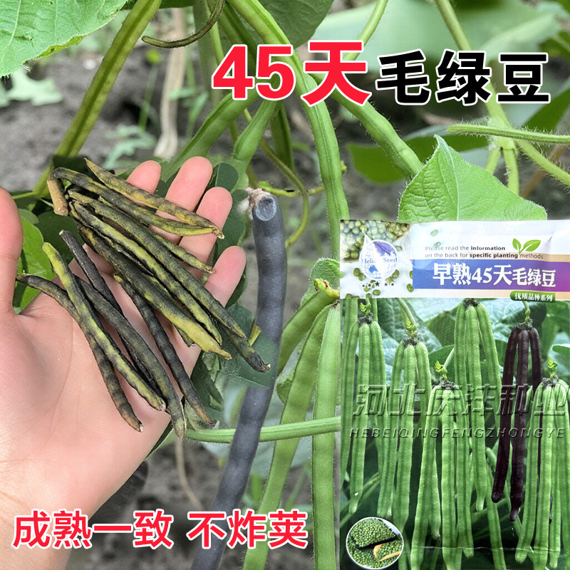 早熟45天毛绿豆种子绿色不炸荚春季夏季播种家庭早熟毛绿豆种子籽