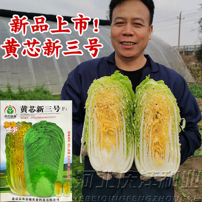 白菜籽基地用北京抗病高产冬储