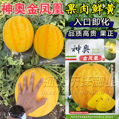 神奥金凤凰F1薄皮黄西瓜种籽