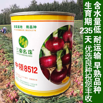 中领8512洋葱种子紫皮早熟