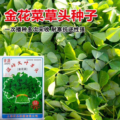 口感好多次采收鲜嫩大叶黄花草头
