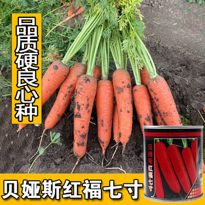 进口耐热抗旱香港胡萝卜种子