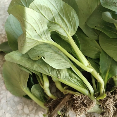 矮菊青梗菜苗  青梗菜盆栽地栽可种农家菜苗