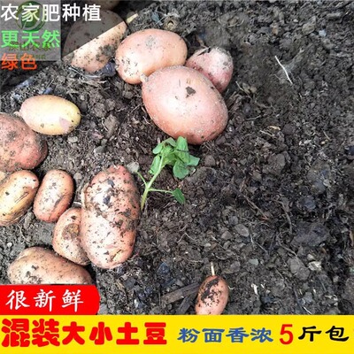 新鲜小土豆红皮黄心产地直销洋芋