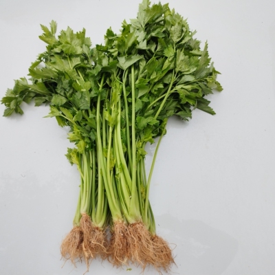 湖南农家自种小西芹香芹新鲜芹菜现挖现发新鲜蔬菜芹菜土芹旱芹
