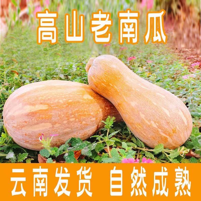 正宗云南高山老南瓜蜜本南瓜农家宝宝辅食软糯面甜老品种南瓜
