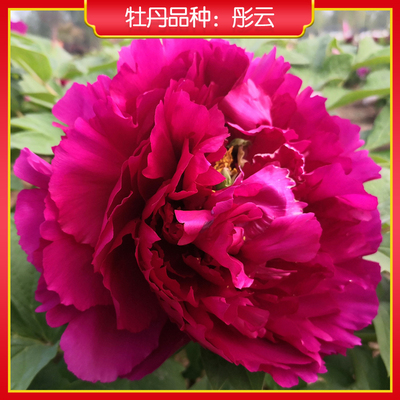 牡丹【彤云】山东菏泽正宗观赏牡丹花苗 庭院地栽 阳台盆栽
