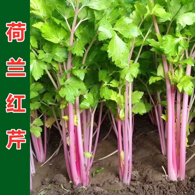 红芹菜种子特色紫红杆芹菜种子实心芹菜彩芹特菜蔬菜种子四季包邮
