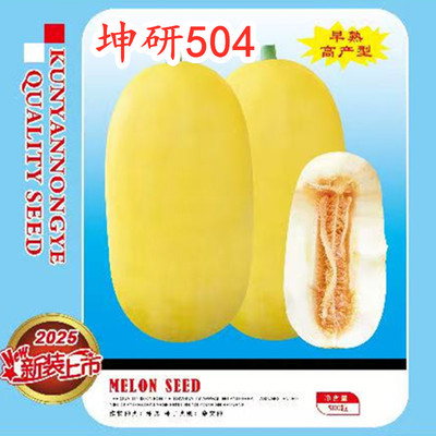 黄皮白肉甜瓜种籽薄皮香瓜种籽高产四季礼品瓜果蔬菜种籽坤研504