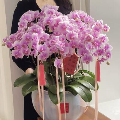 博雅花艺高品蝴蝶兰蕙兰送货上门